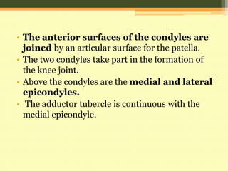 Anatomy of lower extremities | PPTX