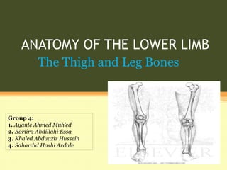 Lower Extremities