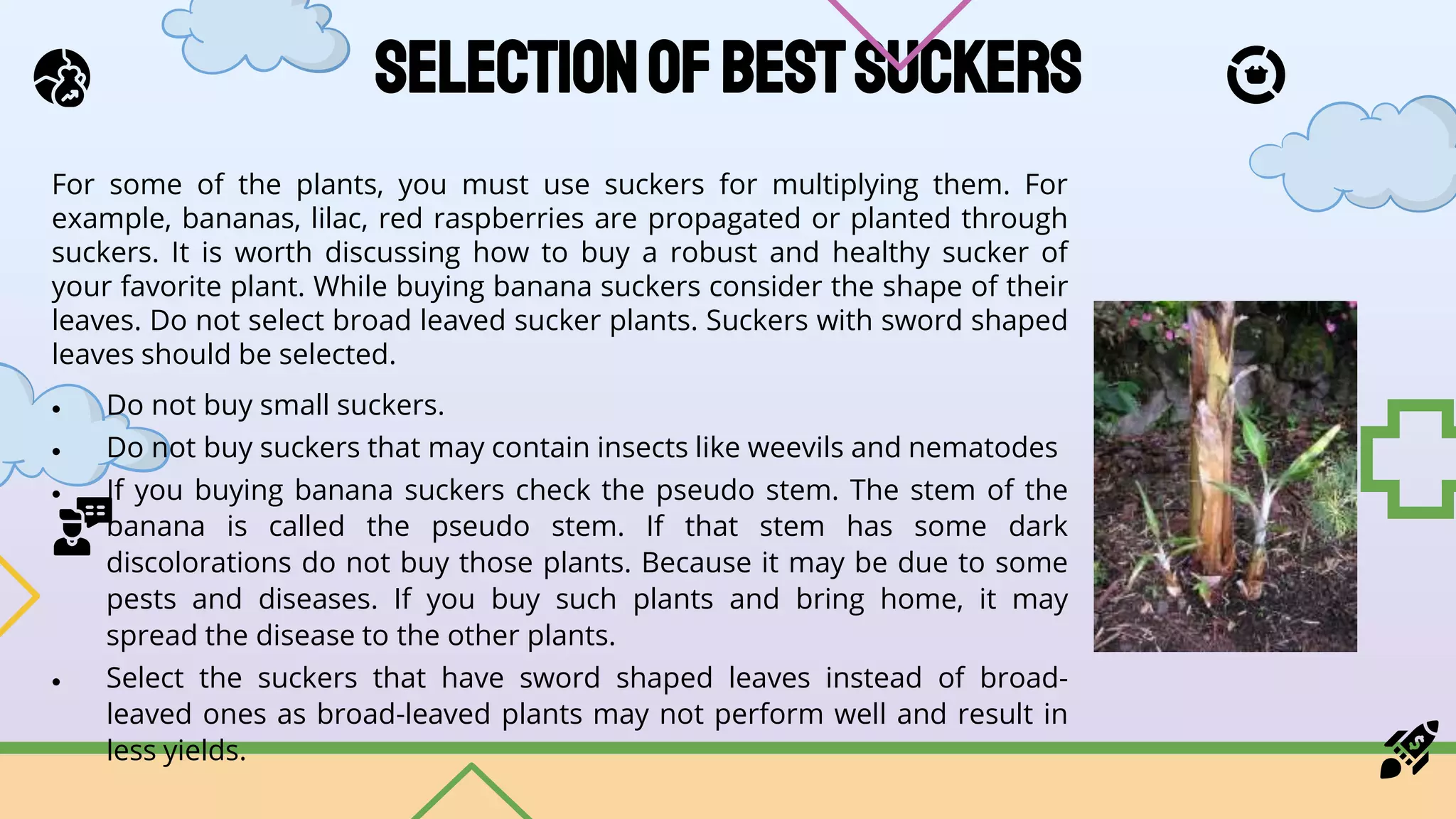 AGR23 Planting Materials.pptx