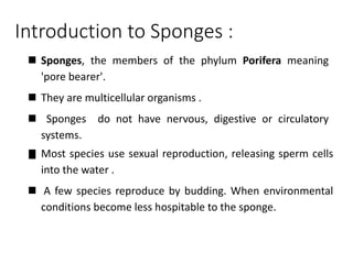 Group #4[Evolution].pptx