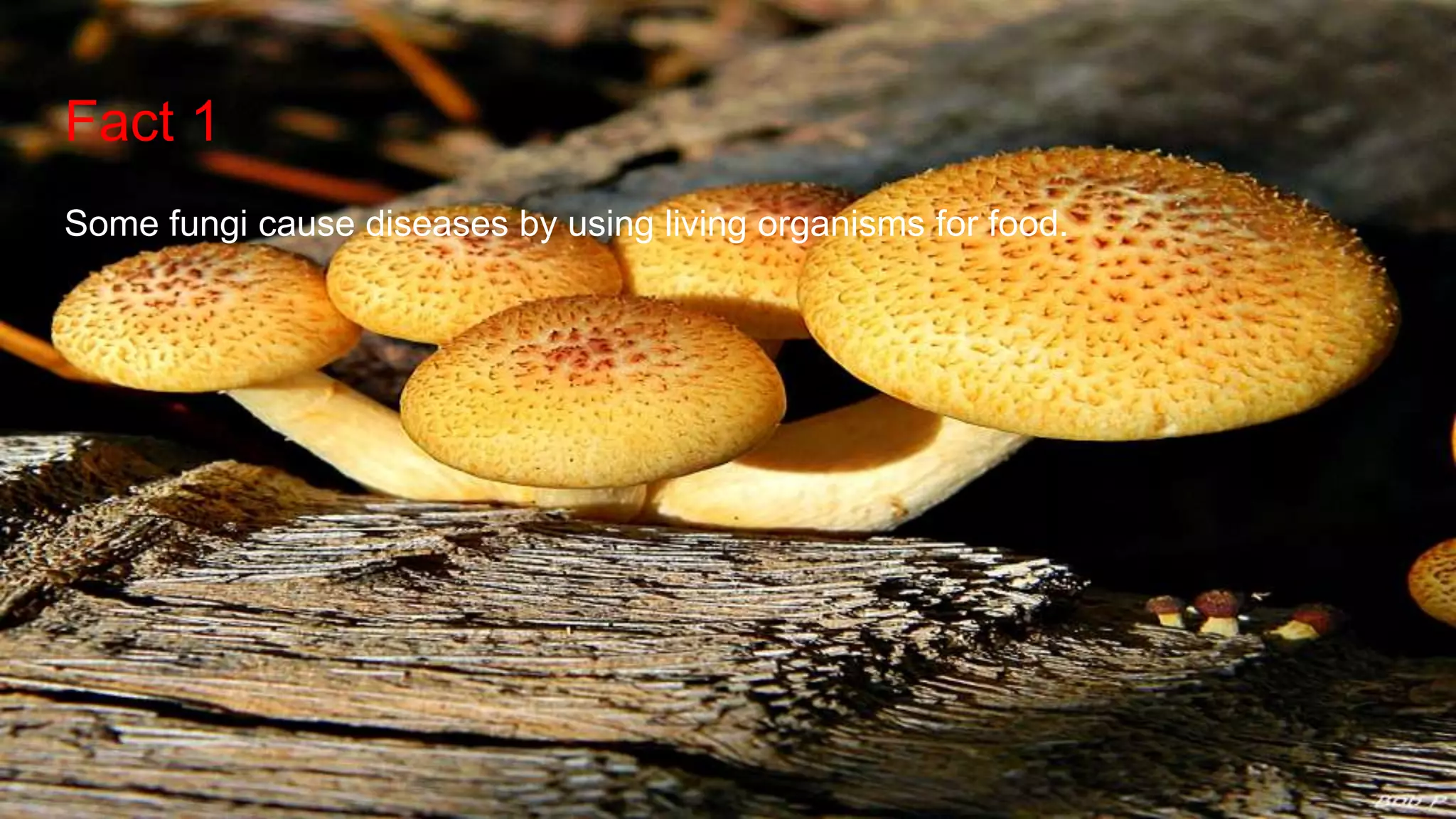 Fungi | PPTX | Food & Drink