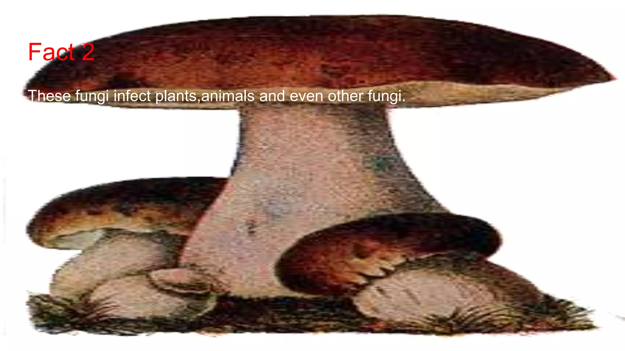 Fungi | PPTX | Food & Drink