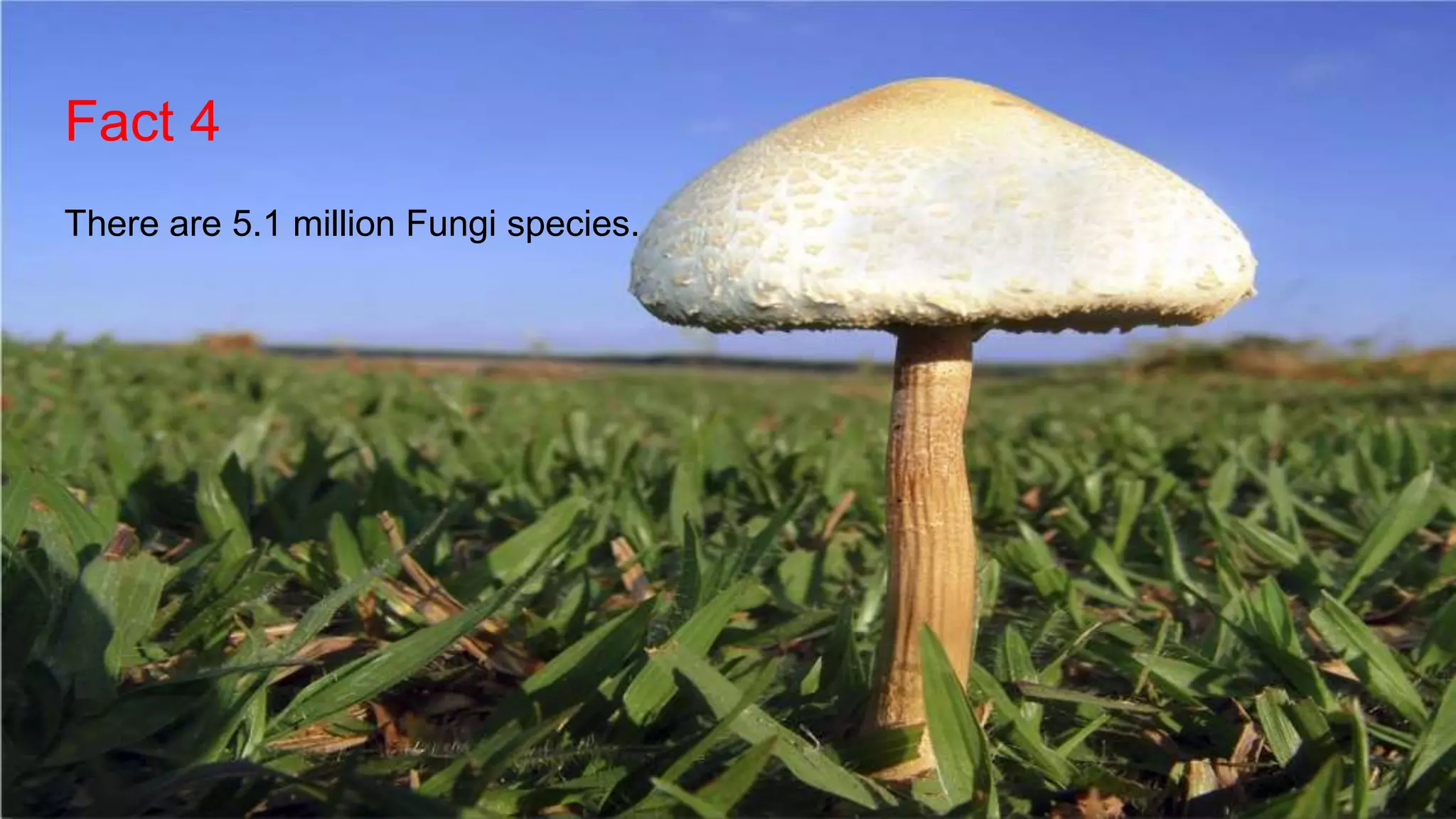 Fungi | PPTX | Food & Drink