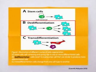 Induced Pluripotent Stem Cell & Cell Dedifferentiation: The ...