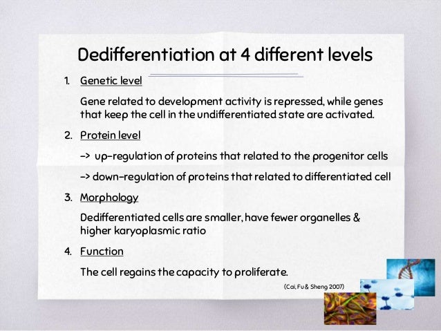 Induced Pluripotent Stem Cell & Cell Dedifferentiation: The Breakthro…