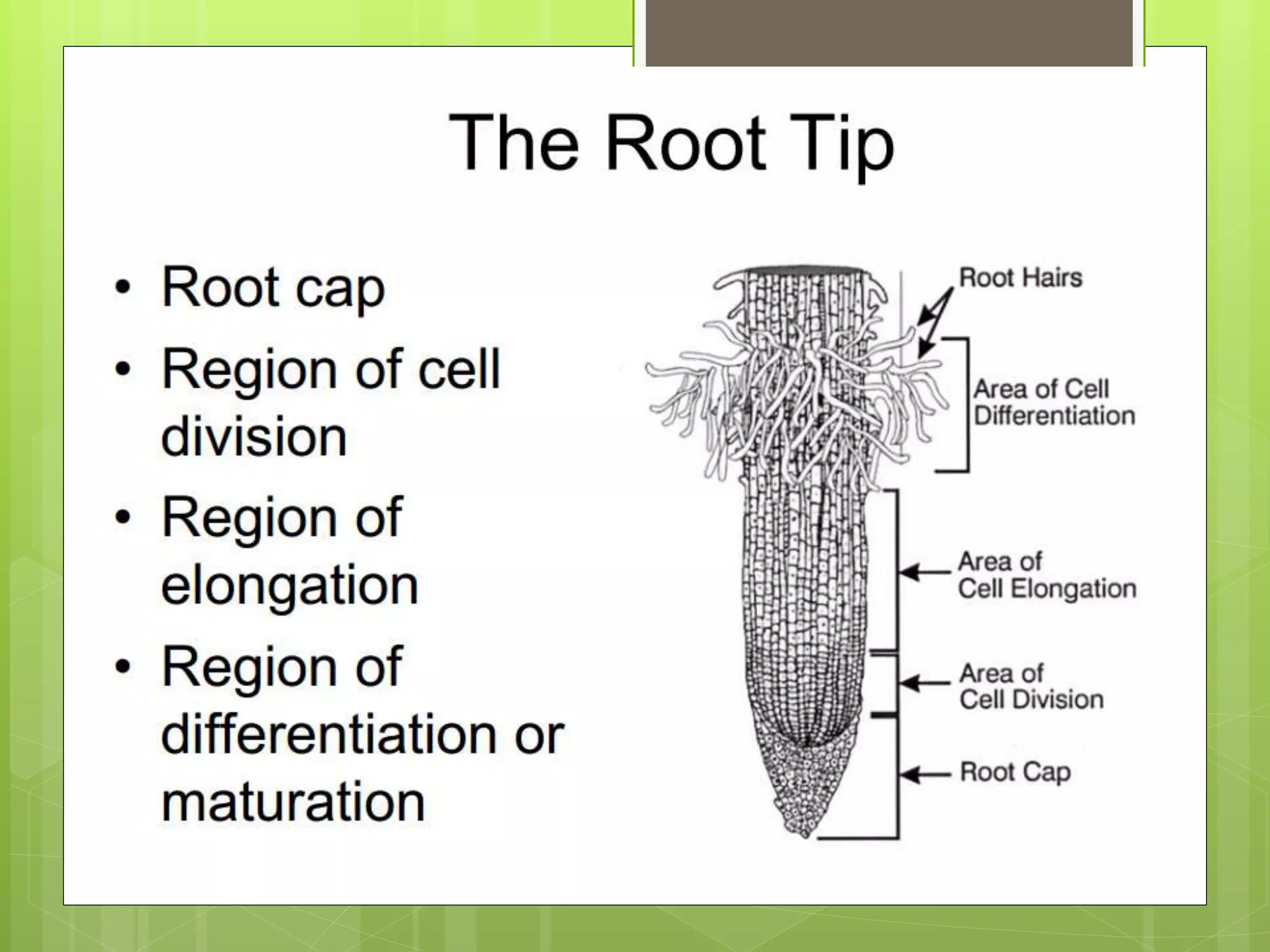 ROOTS | PPTX | Gardening | Home & Garden