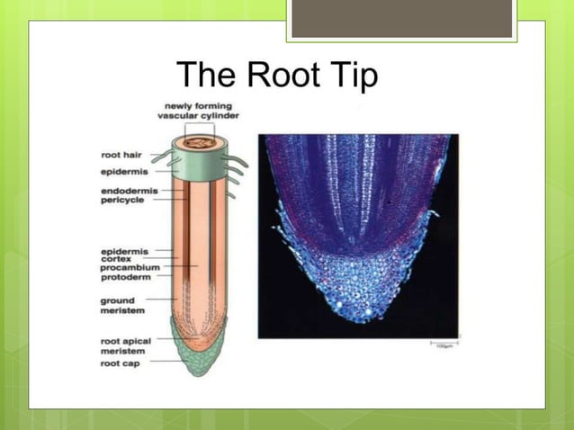 ROOTS | PPTX | Gardening | Home & Garden