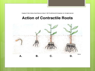 Contractile Roots