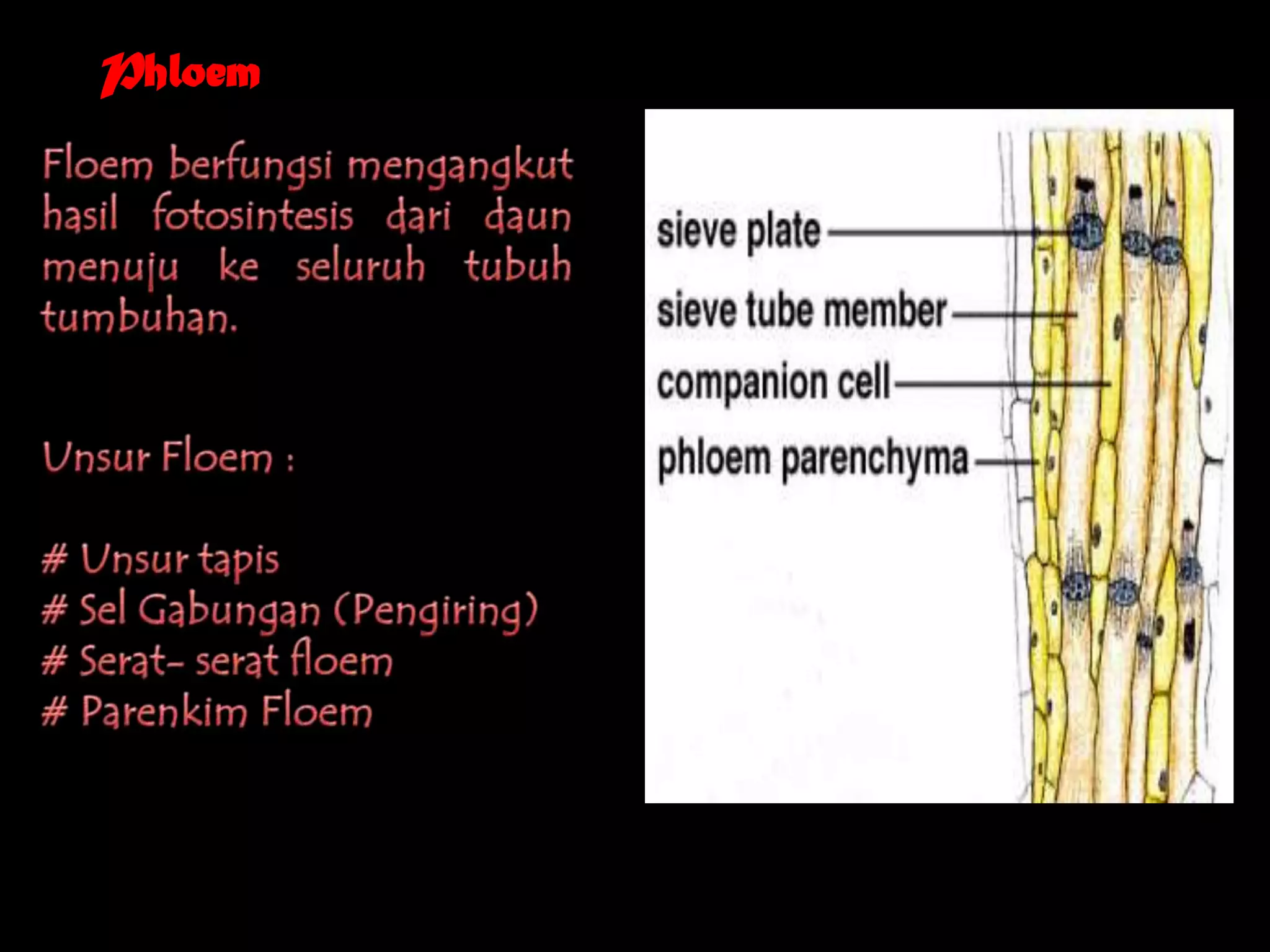 BIOLOGI - JARINGAN TUMBUHAN | PPT
