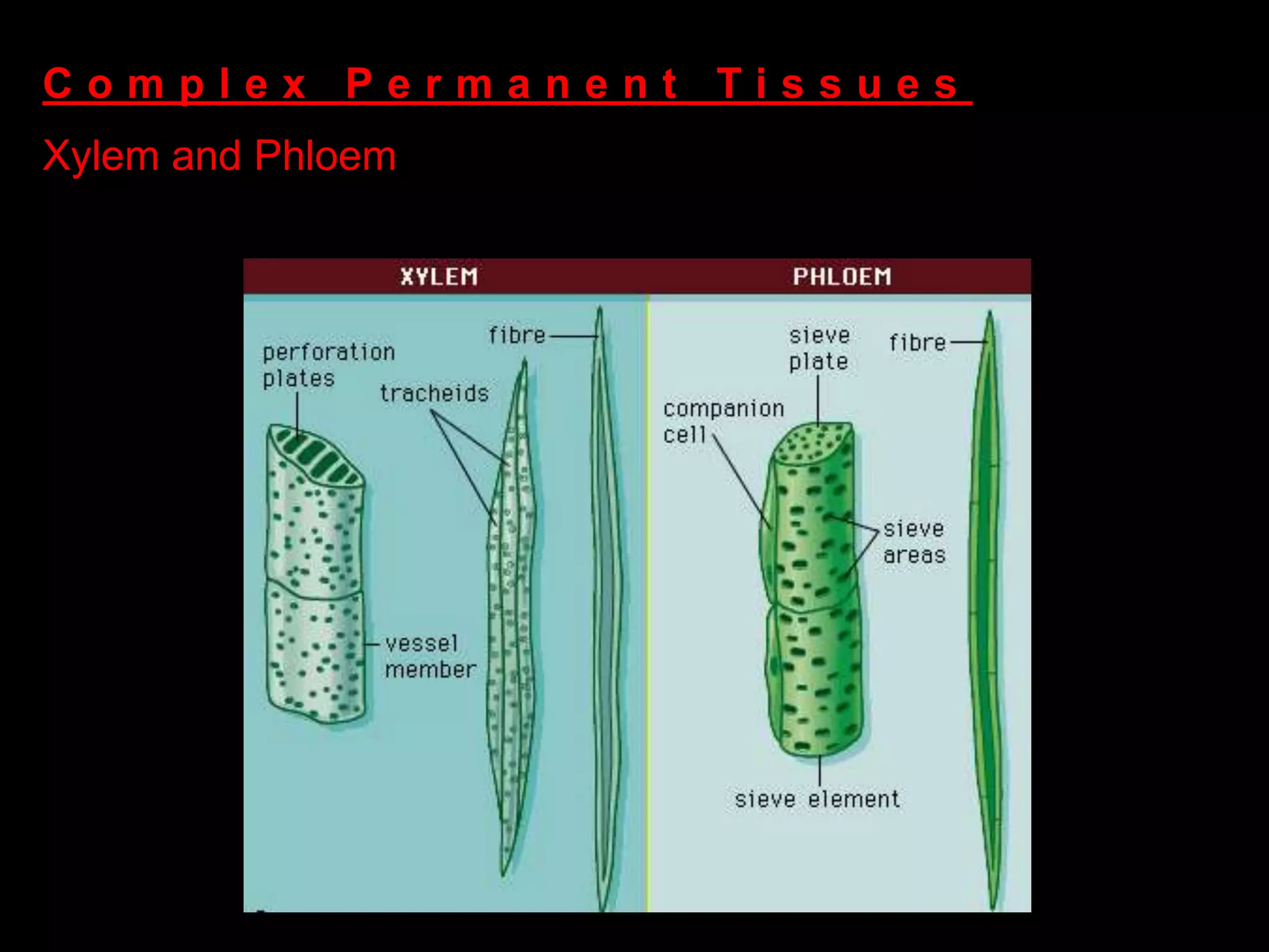 BIOLOGI - JARINGAN TUMBUHAN | PPT