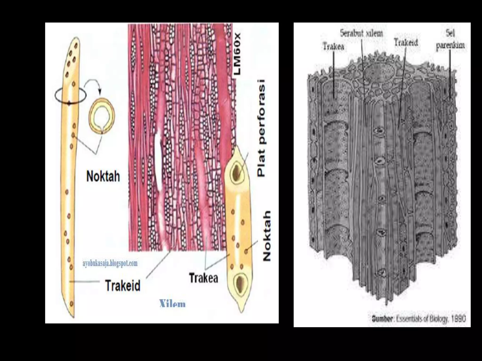 BIOLOGI - JARINGAN TUMBUHAN | PPT