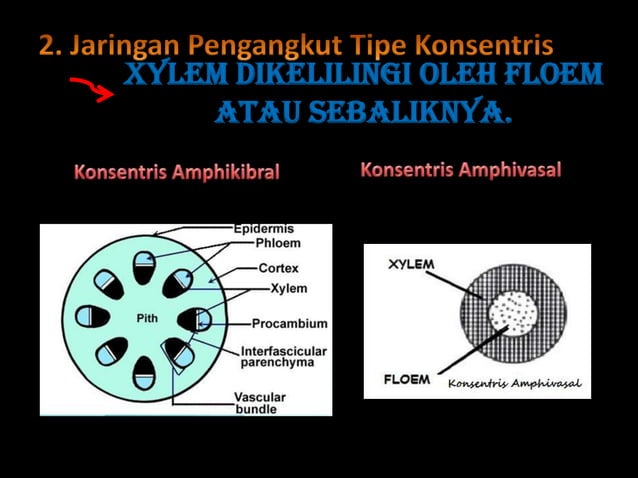 BIOLOGI - JARINGAN TUMBUHAN | PPT