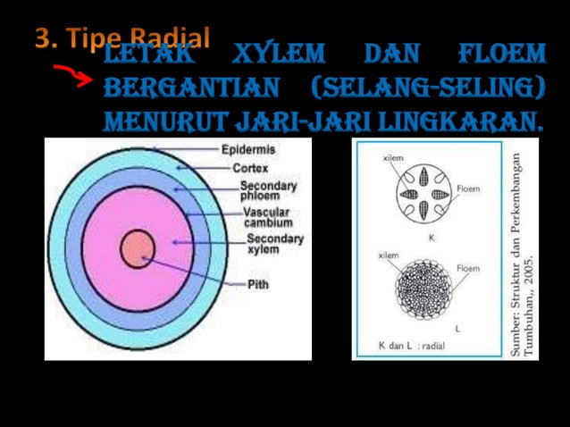 BIOLOGI - JARINGAN TUMBUHAN | PPT