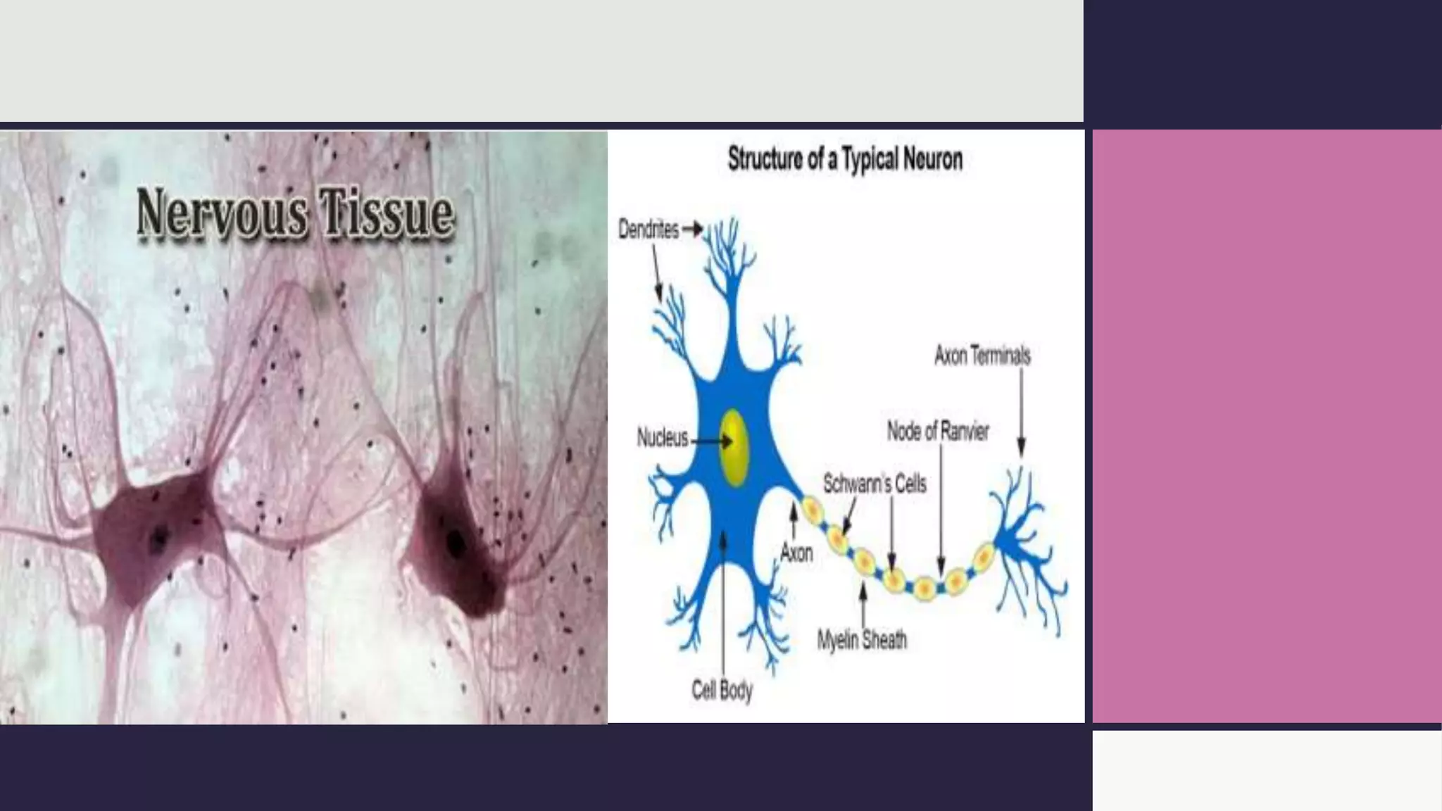 types of animal tissues class 9 | PPTX