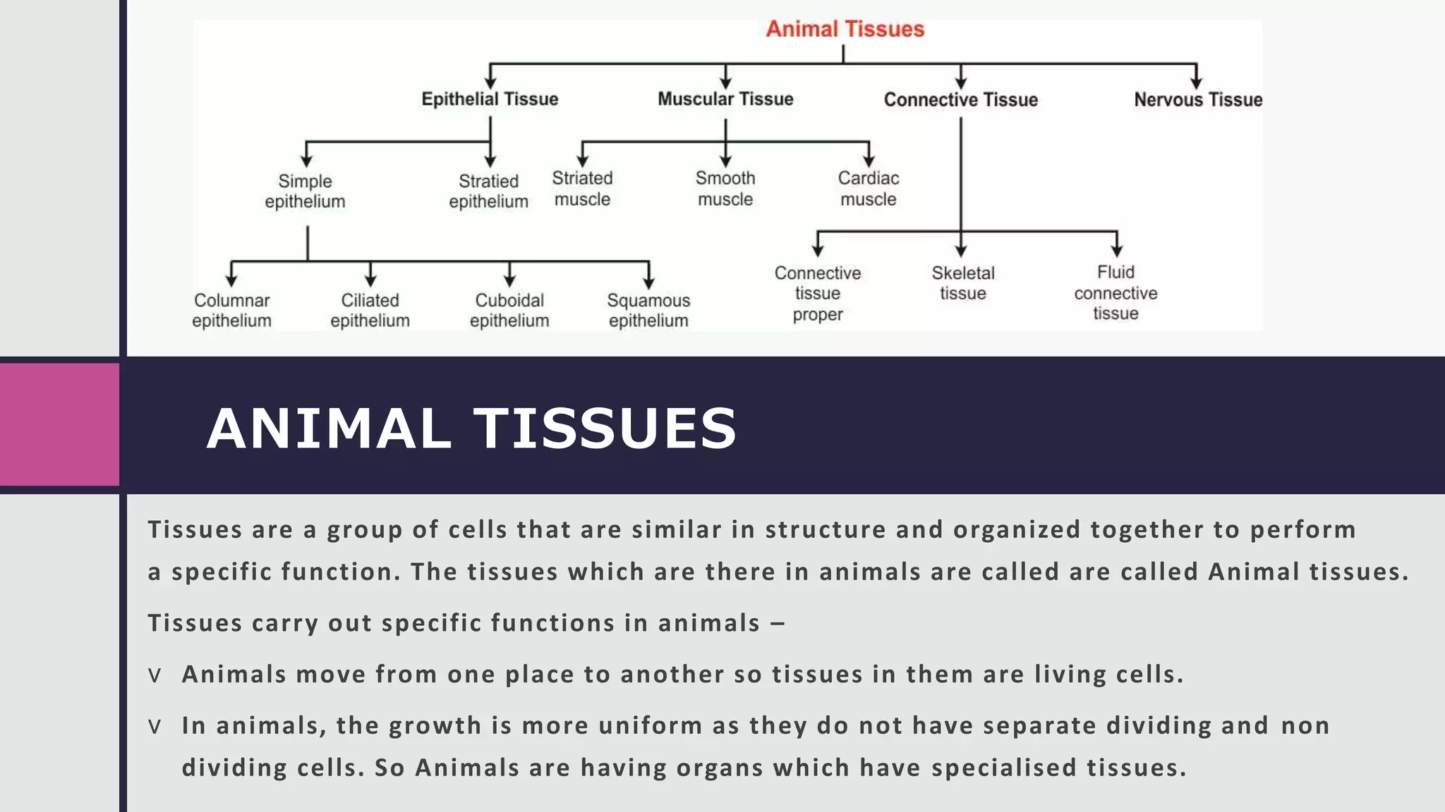 types of animal tissues class 9 | PPTX