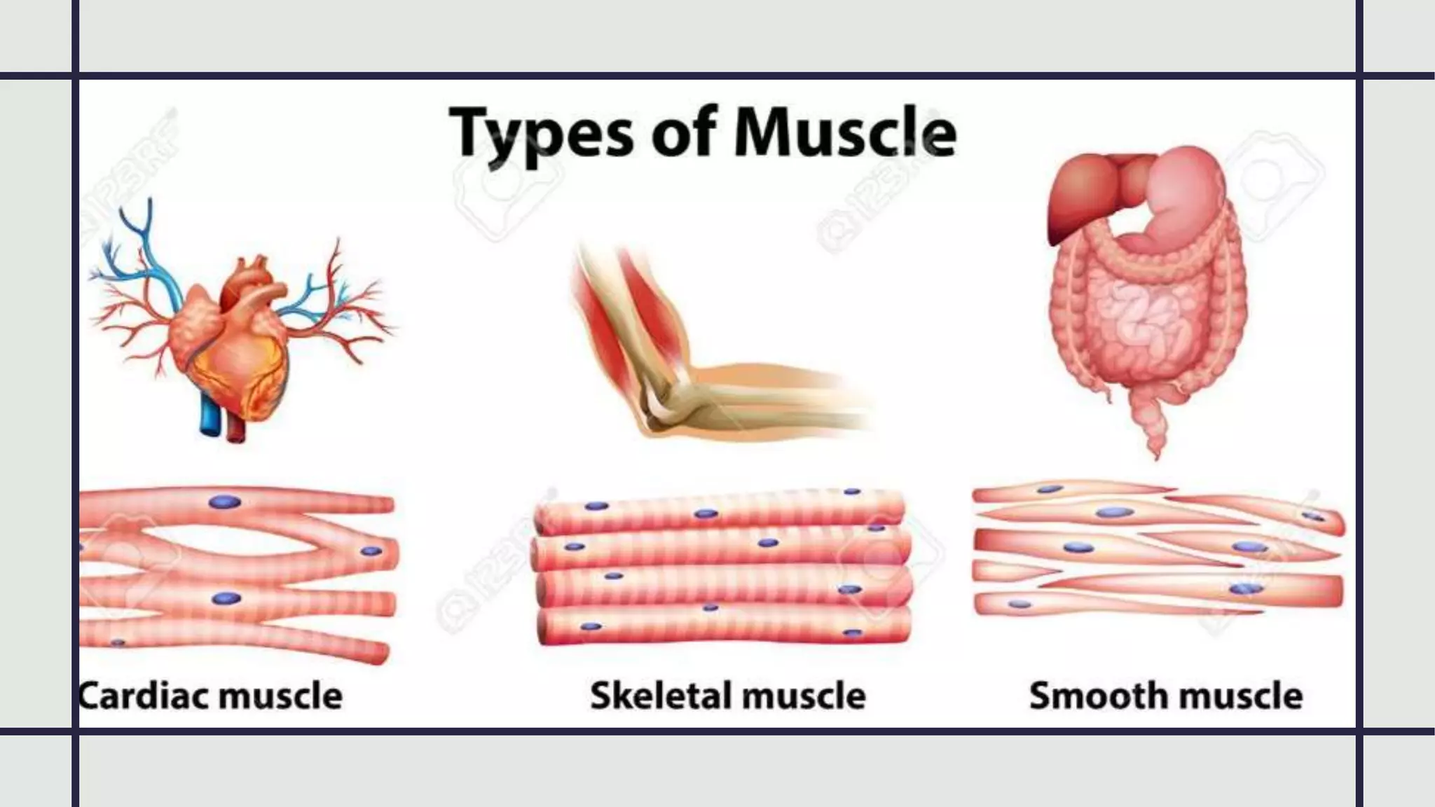 types of animal tissues class 9 | PPTX