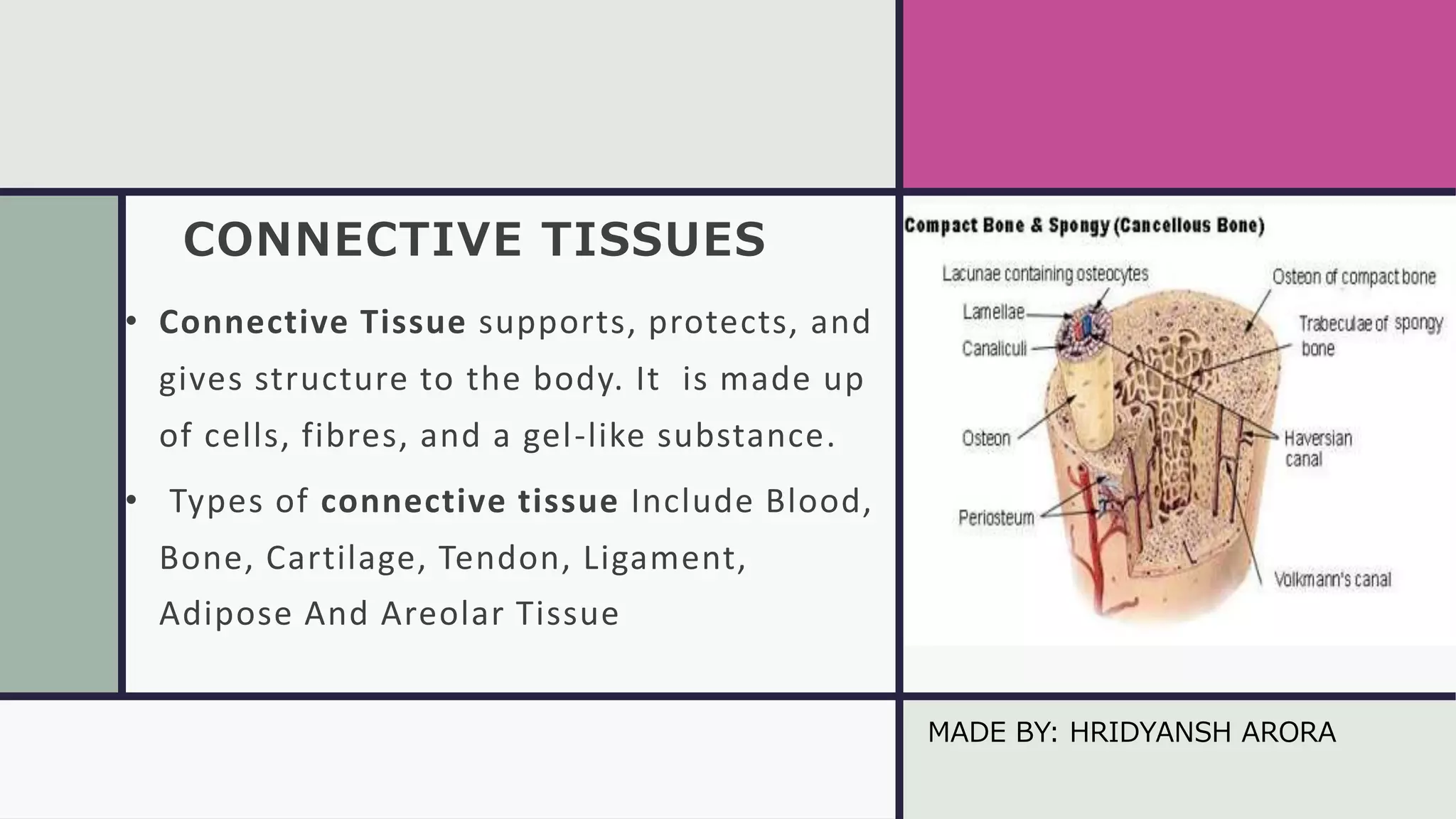 types of animal tissues class 9 | PPTX