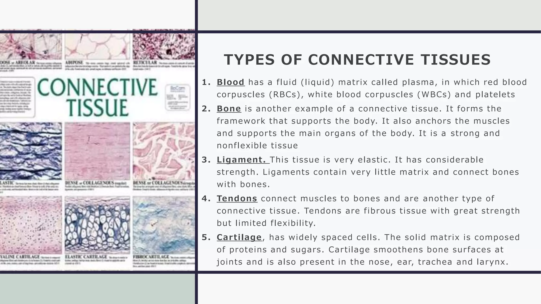 types of animal tissues class 9 | PPTX