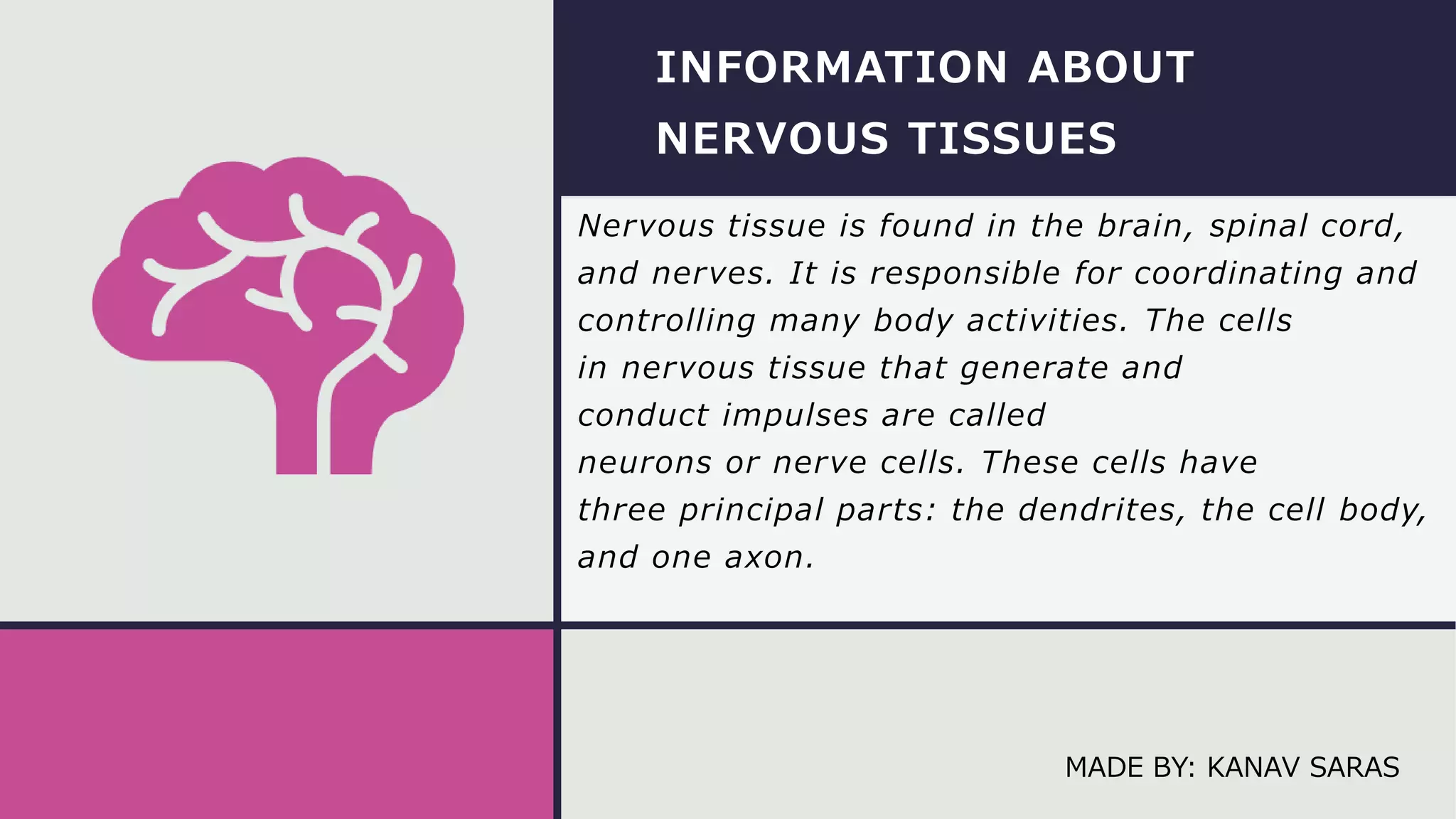 types of animal tissues class 9 | PPTX