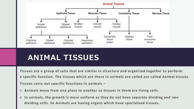 types of animal tissues class 9 | PPTX | Bone and Joint Conditions | Diseases and Conditions