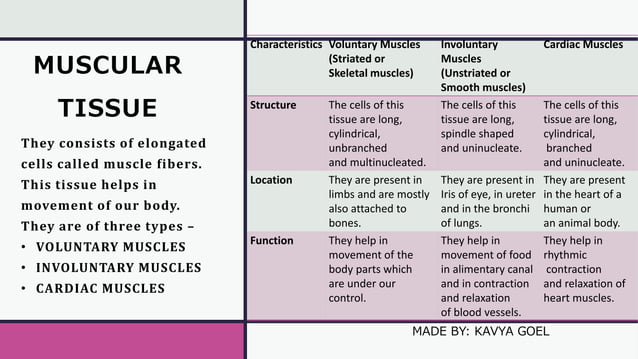 types of animal tissues class 9 | PPTX | Bone and Joint Conditions | Diseases and Conditions
