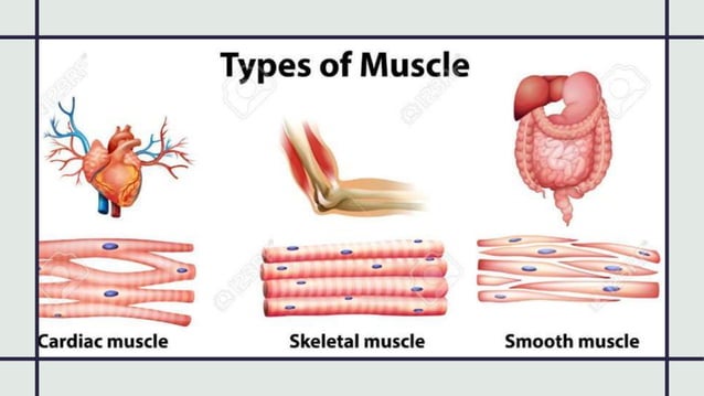 types of animal tissues class 9 | PPTX | Bone and Joint Conditions | Diseases and Conditions