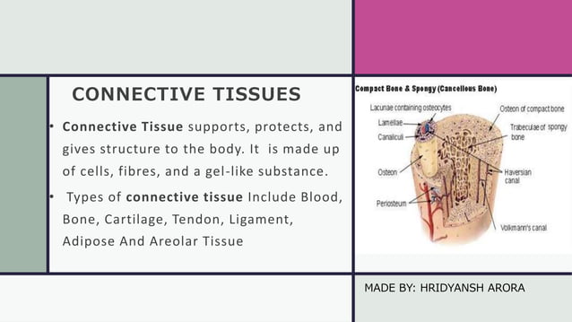 types of animal tissues class 9 | PPTX | Bone and Joint Conditions | Diseases and Conditions