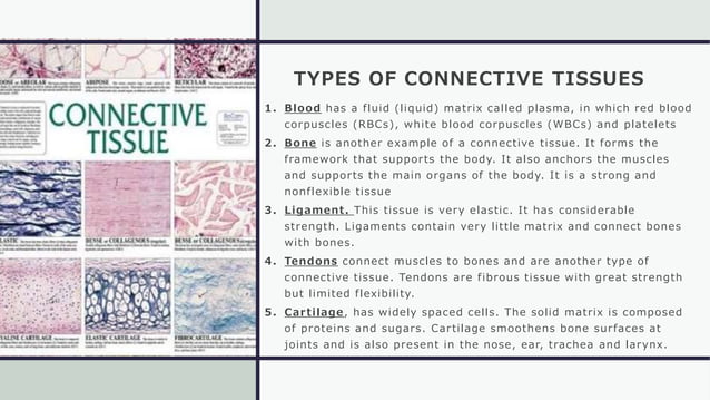 types of animal tissues class 9 | PPTX | Bone and Joint Conditions | Diseases and Conditions