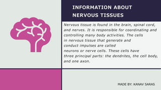 types of animal tissues class 9 | PPTX