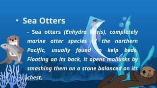 Sea otters (Enhydra lutris), completely marine otter species of the ...