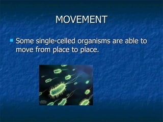 Single-celled Organism | PPT