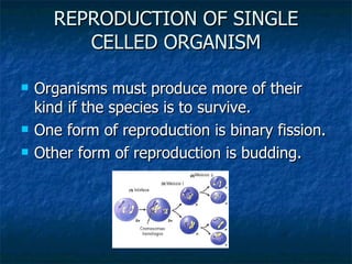 Single-celled Organism | PPT