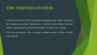 Simple PowerPoint on nervous system for nursing students | PPTX