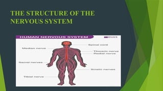 Simple PowerPoint on nervous system for nursing students | PPTX