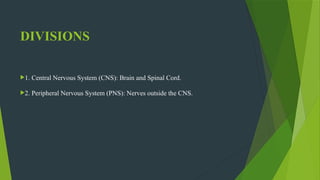 Simple PowerPoint on nervous system for nursing students | PPTX