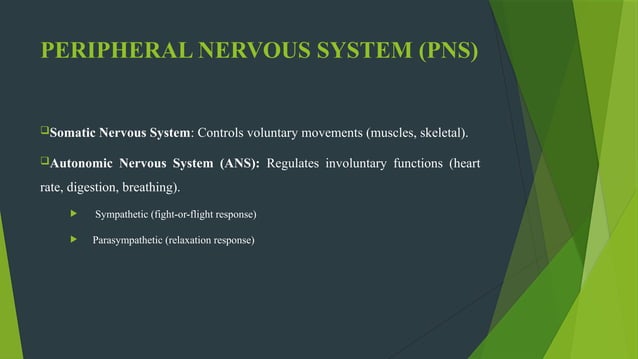 Simple PowerPoint on nervous system for nursing students | PPTX