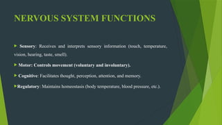 Simple PowerPoint on nervous system for nursing students | PPTX