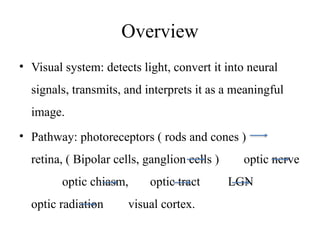 GROUP 4, VISUAL PATHWAY PHYSIOLOGY EYE.pptx