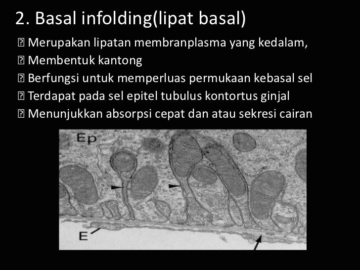 jaringan hewan (animal tissue)