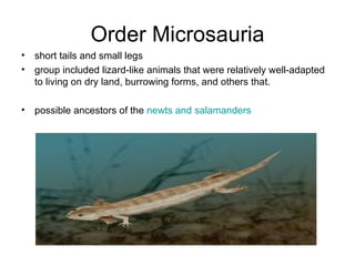 Group 5 amphibia | PPT