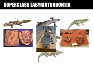 Group 5 amphibia | PPT | Reptiles | Pets