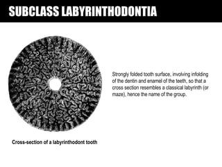 Group 5 amphibia | PPT | Reptiles | Pets