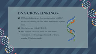 Group 5 - THE DNA Damage & Repair MECHANIMpptx | PPT