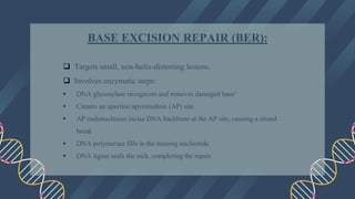 Group 5 - THE DNA Damage & Repair MECHANIMpptx | PPT