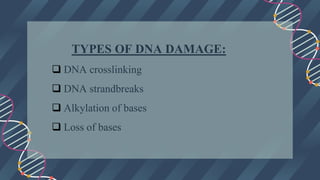 Group 5 - THE DNA Damage & Repair MECHANIMpptx | PPT