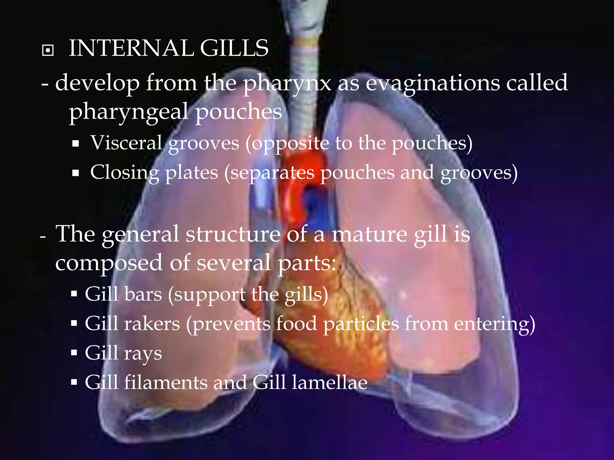 Comparative Anatomy - Respiratory System | PPTX