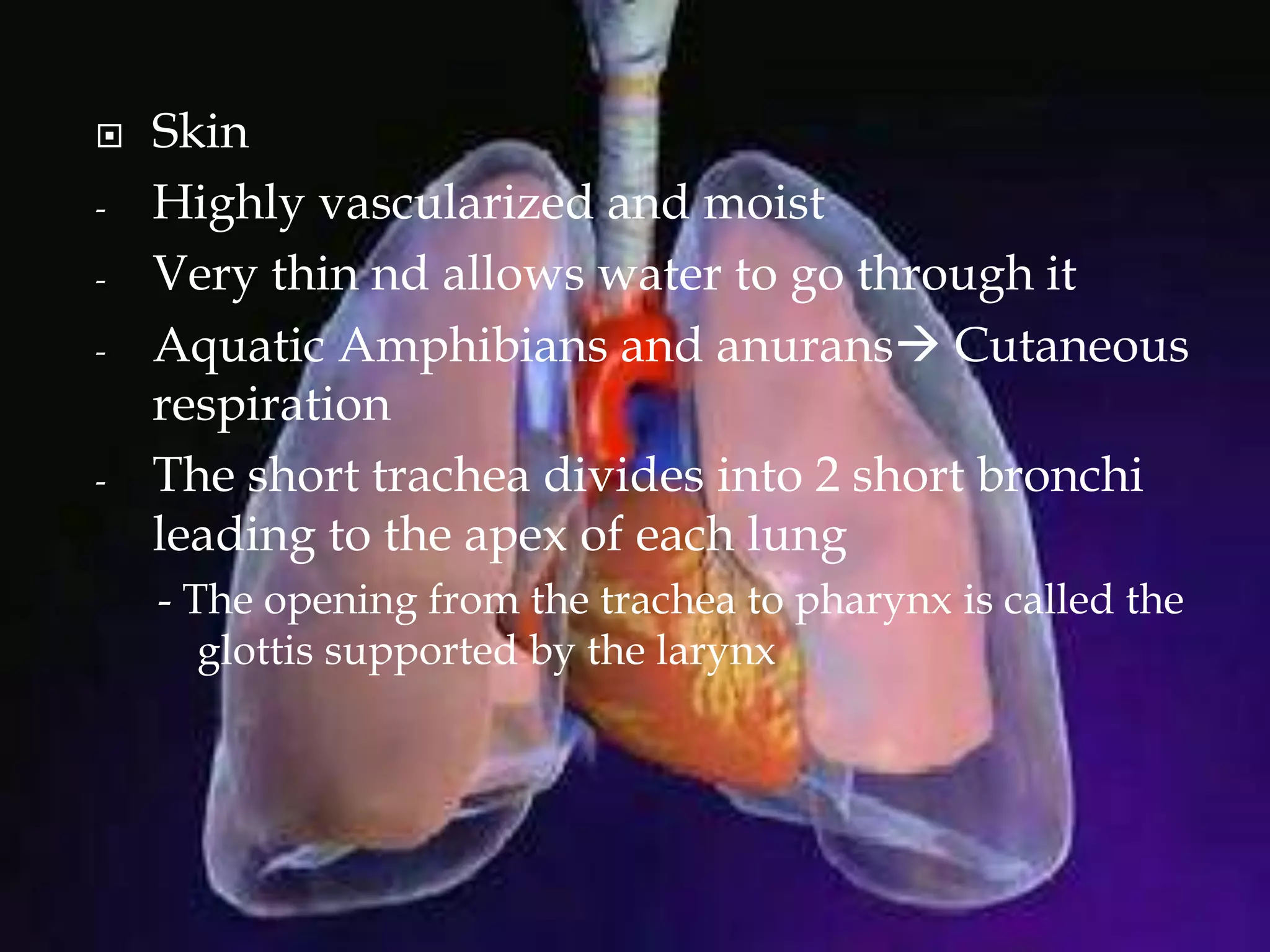 Comparative Anatomy - Respiratory System | PPTX