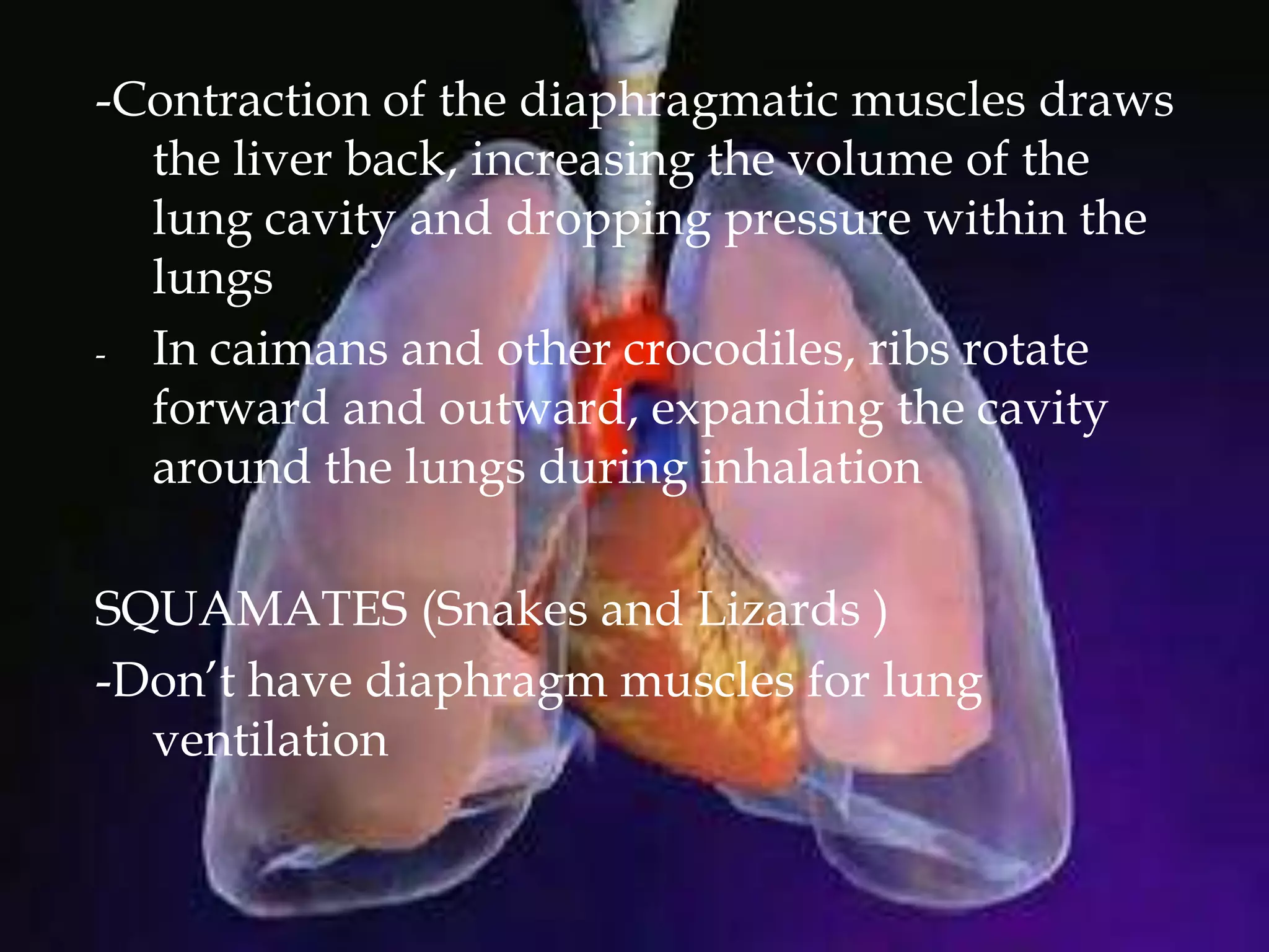 Comparative Anatomy - Respiratory System | PPTX