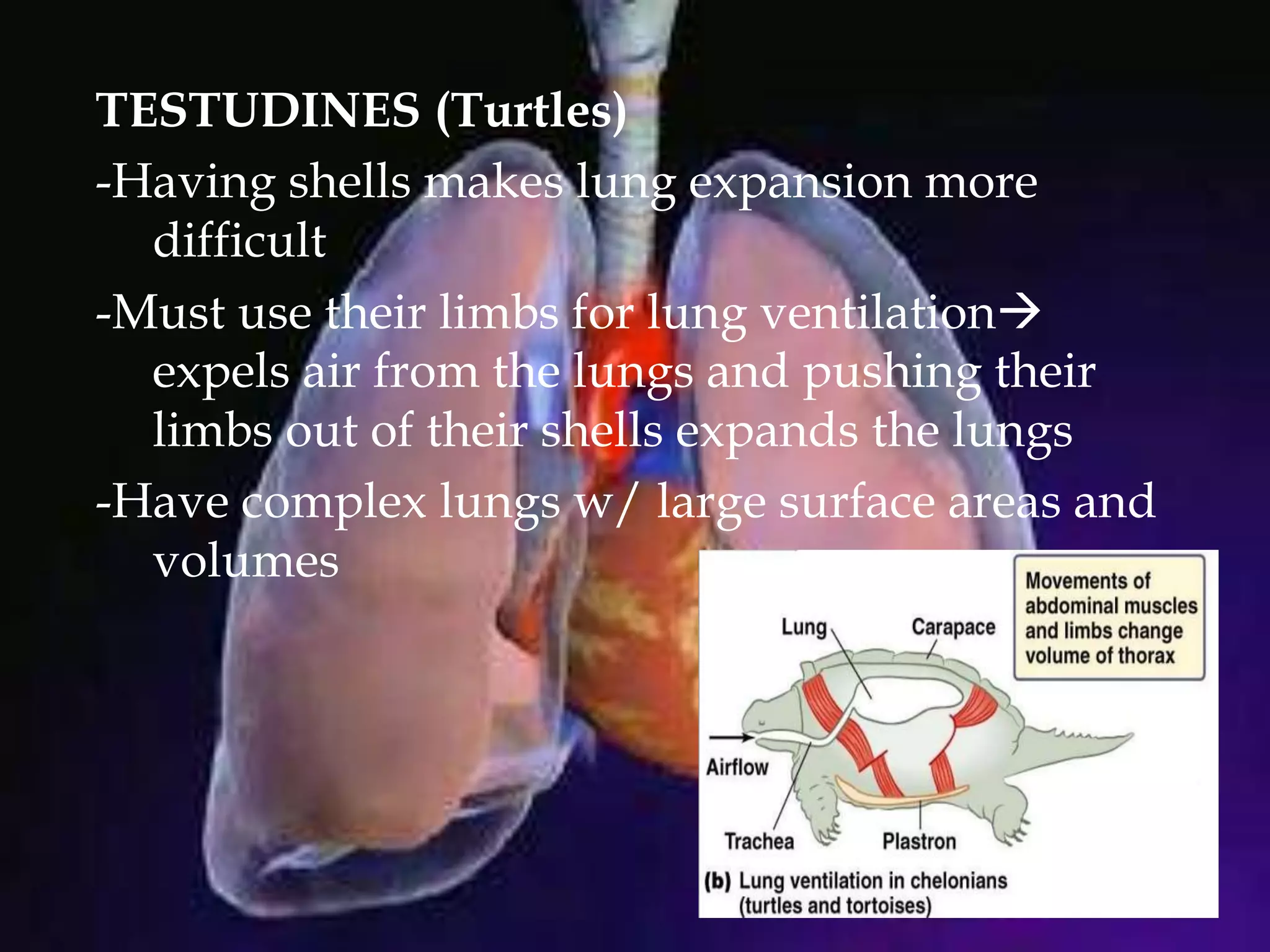 Comparative Anatomy - Respiratory System | PPTX