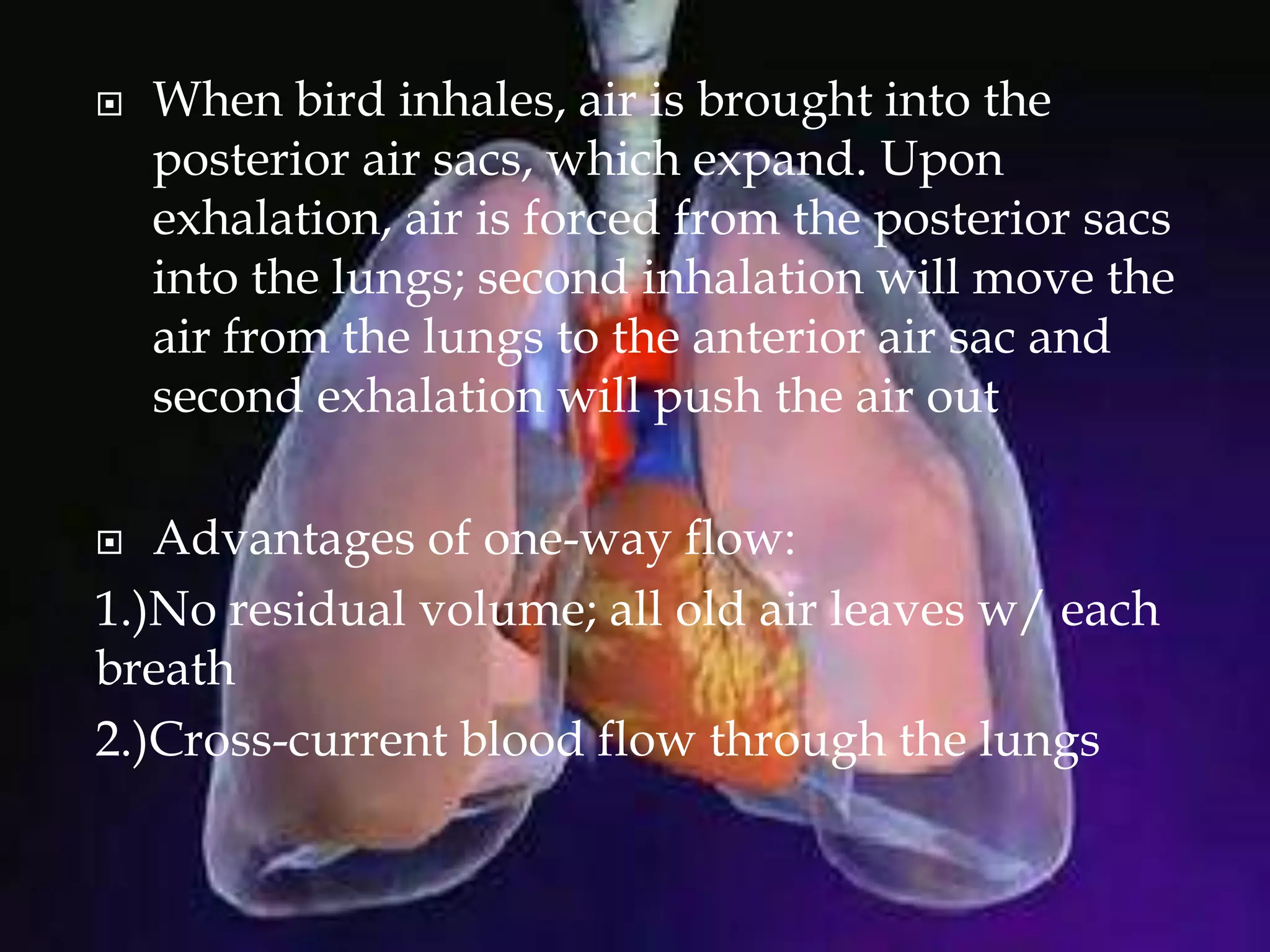 Comparative Anatomy - Respiratory System | PPTX